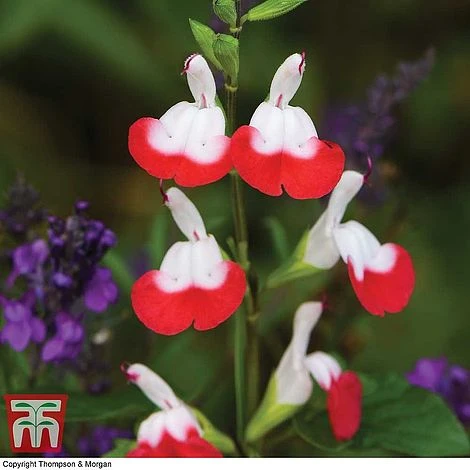 Limited Edition Salvia 'Hot Lips': Superior Quality That's Worth the ...